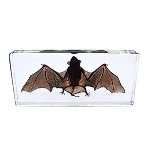Large Taxidermy Real Bat Specimens Animal Specimen in Resin for Science Classroom Science Education Large (5.5x2.5x0.7 Inch)