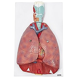 Axis Scientific Human Lung and Respiratory System Model | 3/4 Life Size Model has 7 Removable Parts | Includes 2 Part Heart and Detachable Larynx | Includes Product Manual
