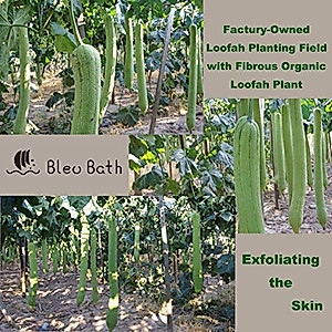 Bleu Bath (3 Pack) Dual-Sided Exfoliating Skin Towel Cotton Terry Body Cloth Scrubber Premium Sturdy Loofah Towel Soft and Buffing Wash Cloth White for Either Oil or Dry Skin