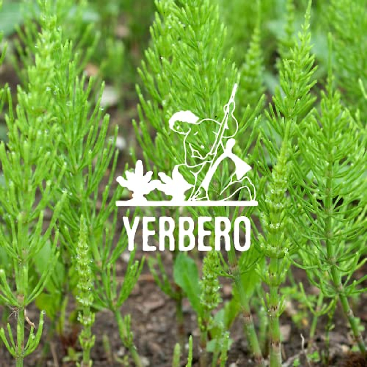 Yerbero - Premium Loose Horsetail Tea 2oz (58gr) | Cola De Caballo Te Herbal | Makes 30+ Cups | Shave Grass - Snake Grass | Stand Up Resealable Bag | Crafted By Nature100% All Natural.