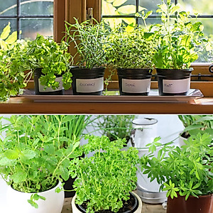 Doter Organic Potting Soil Mix for All Indoor & Outdoor Small Containers Including Herbs, Vegetables, and Flowers 1 qt