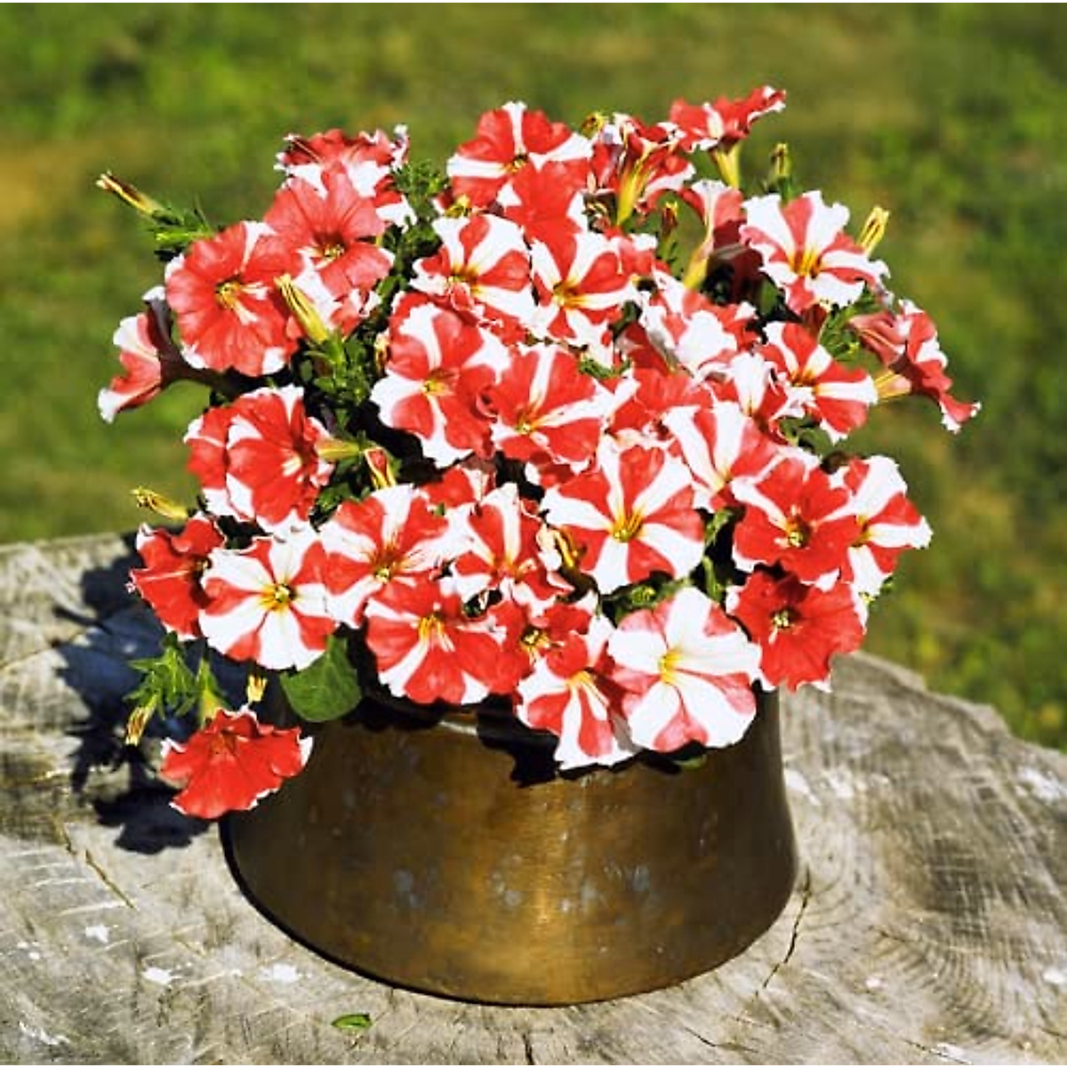 CHUXAY GARDEN 50 Seeds Red and White Star Petunia Seeds,Petunia Integrifolia,Violetflower Petunia, Petunia Violacea Rare Color Flowers Grows in Garden and pots High Germination Rate