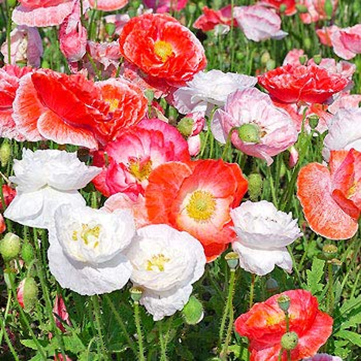":Double Shirley Mix" Poppy Seeds for Planting, 3000+ Flower Seeds Per Packet, (Isla's Garden Seeds), Non GMO & Heirloom Seeds, Botanical Name: Papaver rhoeas, Great Poppies for a Gift
