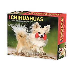 Chihuahuas 2023 Box Calendar