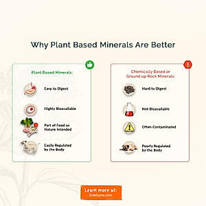 LiverTune - Certified Organic Naturally Fermented Liver Support