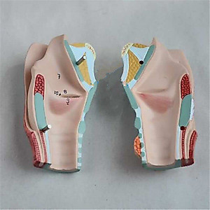 DR Natural Size Magnified Human Larynx Joint Simulation Model Anatomy