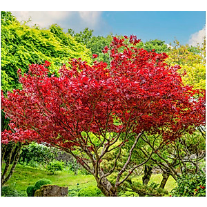 Red Japanese Maple - Live Plant 2-3 feet Tall - Deep Red Leaves