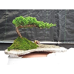 Juniper Bonsai Tree On Rock Slab
