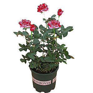 Rose Plants Live Ready to Plant Outdoors Seedlings,Dark Red Stripes Rose Bush,Multi Colours Rose Hedging,Home Garden Yard Decor Blooms,Easy Planting (1 Plant ,No Pot Include)