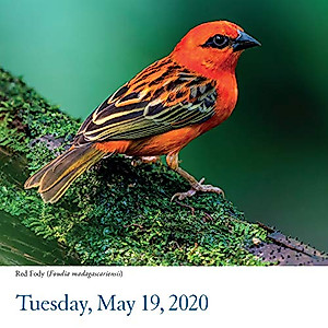 Audubon Birds Page-A-Day Calendar 2020