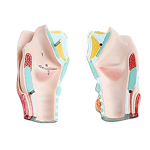 Professional Magnified Human Larynx Joint Simulation Model Medical Anatomy Type:YR-H-XC-301
