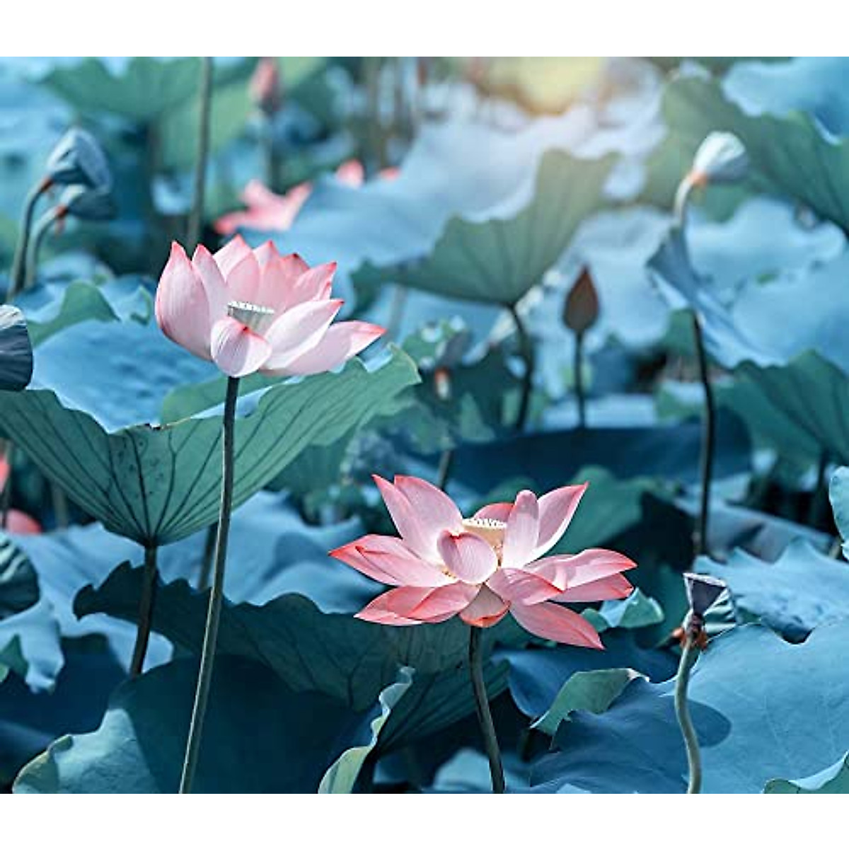 30PCS Bonsai Lotus Seeds for Planting, Water Lily Flower, Non-GMO Home Garden Plant Seeds, Flowering Aquatic Bonsai Plant, No Experience Required