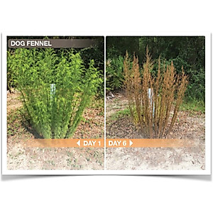 Lonarch Weed & Grass Killer (1 Gallon Concentrate) Eco-Friendly Solution - Safe for Pets, People, and Wildlife…