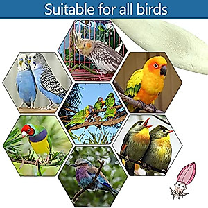 Tfwadmx 8Pcs Bird Cuttlebone for Parakeets Cuddle Bones for Birds Chewing Cuttlefish Bone Natural Birds Calcium for Parrots Cockatiels Budgies Conures Cockatoos,4.3-5.1 Inches