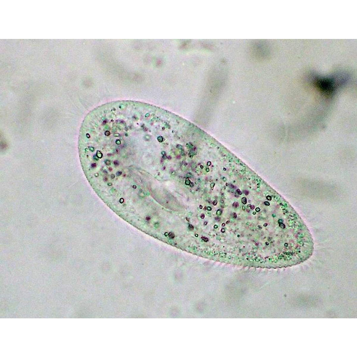 Prepared Animal Plant Cell Mitosis Meiosis Amitosis Comparison Microscope Slides Set, 5pcs Specimens to Display with Students in Biology Class (Mitosis & Meiosis)