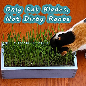 BENPIN Wooden Cat Grass Planter (no Seeds Included) with Potting Soil Disks, Anti Digging Grid and Removable Plastic Liner, Wheat Grass Growing Pot, Cat Grass Kit for Indoor Cats Pets (Amber Blue)