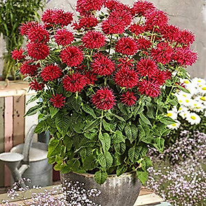 Outsidepride Red Monarda Didyma Bee Balm Flowers for Butterflies, Hummingbirds, & Pollinators - 250 Seeds