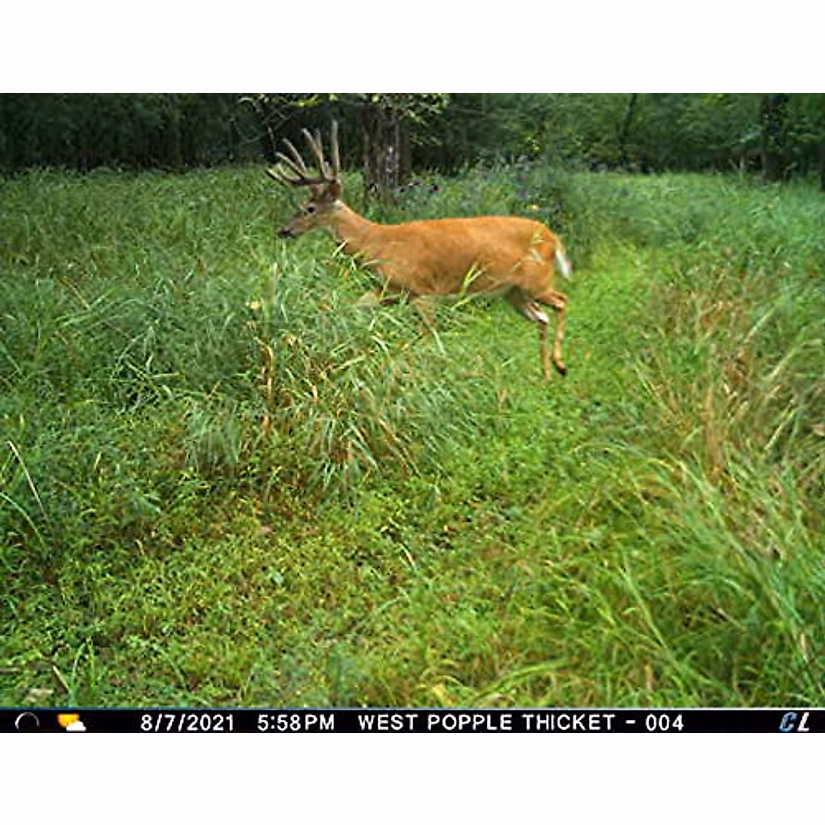 Cuddelink Cuddeback 3 L Series IR Cameras 3 Battery Power Banks 3 16GB SD Cards New