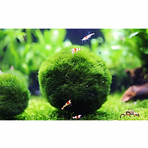 Decorative Balls for Fish Tank Water Grass Moss Live Aquarium Plant Aquatic Plant Ornament 4pcs(3.5cm/1.37in) Free Fish Tank Decoration Stone 8PCS