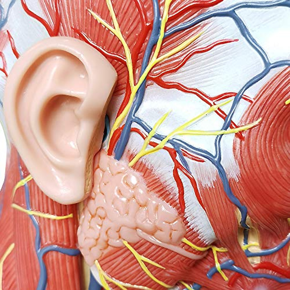 EVOTECH Human Half Head Superficial Neurovascular Model with Musculature, Life Size Anatomical Head Model Skull and Brain for Medical Teaching Learning, Kids Learning Education Display Tool