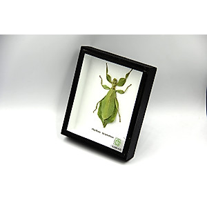 TAXIBUGS Leaf Insect Phylium Sicipholium Genuine Bug Green Brown Taxidermy Butterfly Insect Box Framed Display (Black Wooden Box)