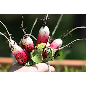 Large Radishing Collection-(1) 50pk Daikon, (1) 50pk Cherry Belle,(1) 50pk Sparkler White Tip, (1) 50pk Rambo, (1) 50pk Black Spanish Round, (1) 50pk Hailstone White, (1) French Breakfast Radish Seeds