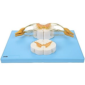 Axis Scientific Enlarged Spinal Cord Model, 8X Life Size Nerves Plus Anterior and Posterior Nerve Roots and Spinal Ganglion - Includes Product Manual, and Base for Display