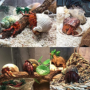 Hermit Crab Shells 17PCS (9 Types) Medium Small Growth Turbo Seashells 0.6-1.6 Inch Various Openning Size Natural