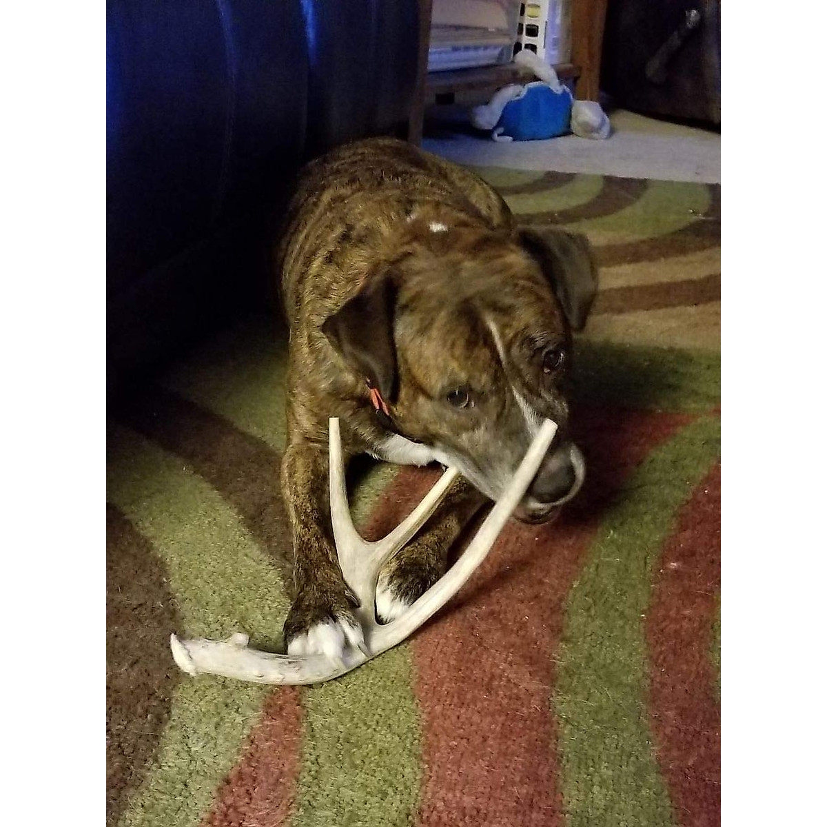 XL Deer Antler Dog Chew - Extra Large, Jumbo, for Large Dogs and Puppies Who are Aggressive Chewers