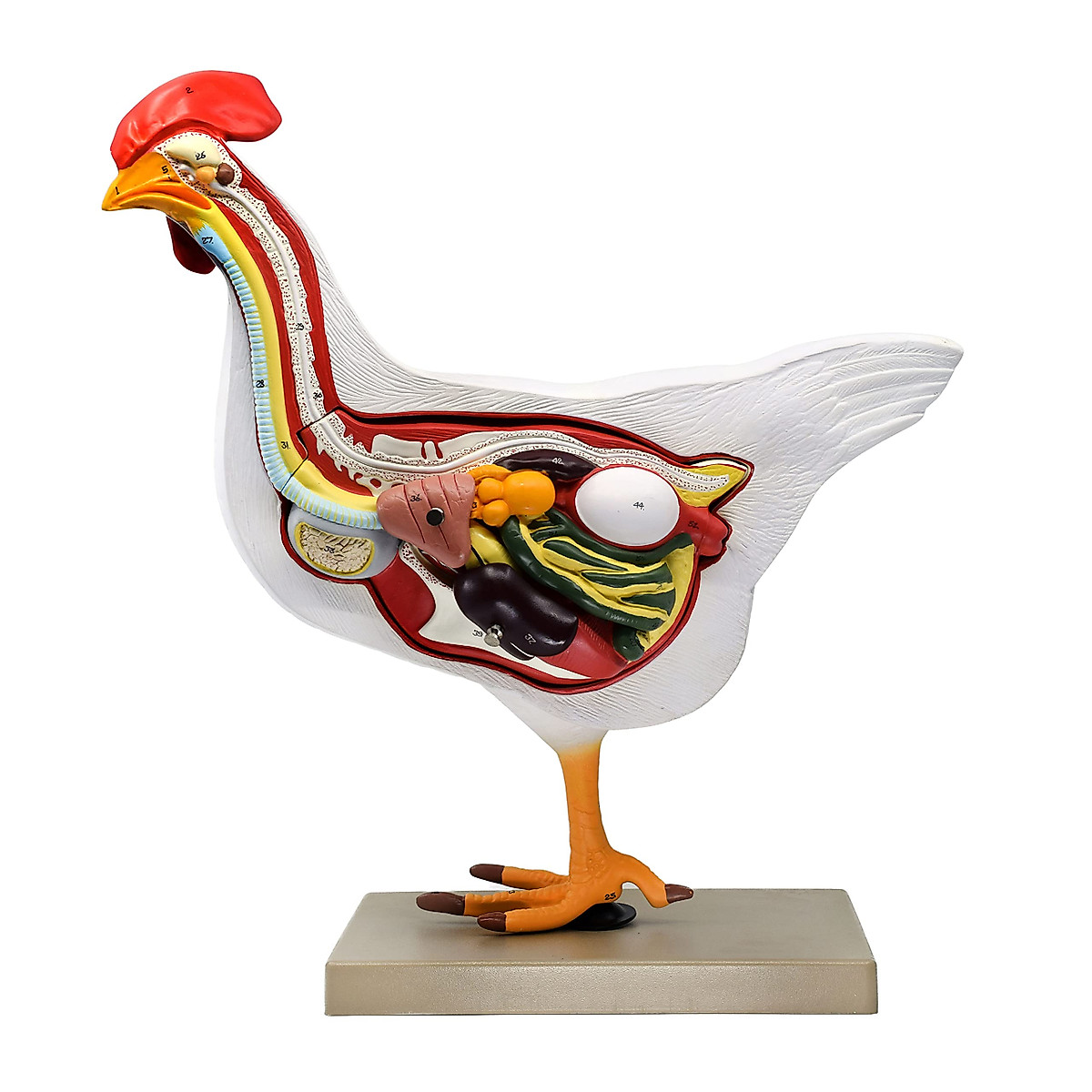 Chicken Hen Anatomy Model, 6 Parts - Life Size Cross Section - Hand Painted - Designed by Veterinary Professionals - Eisco Labs