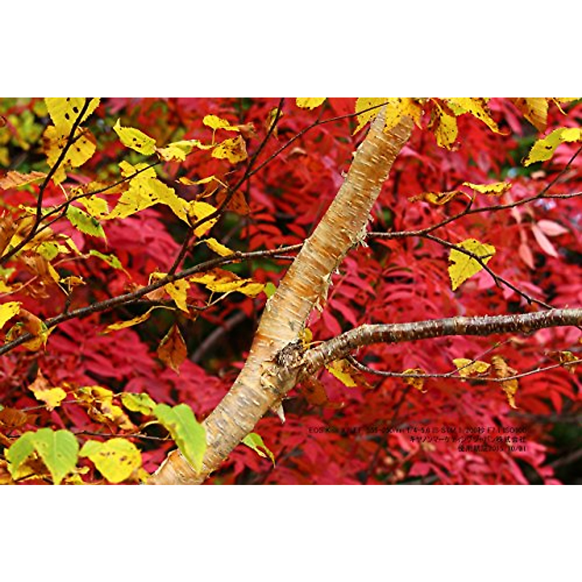 Canon DSLR Camera EOS Kiss X7i with EF-S18-55mm IS STM and EF-S55-250mm IS STM - International Version (No Warranty)