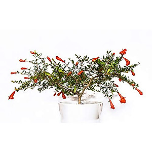 Dwarf Pomegranate Bonsai Seeds - 25 Seeds to Grow - Highly Prized Edible Fruit Bonsai - Made in USA, Ships from Iowa