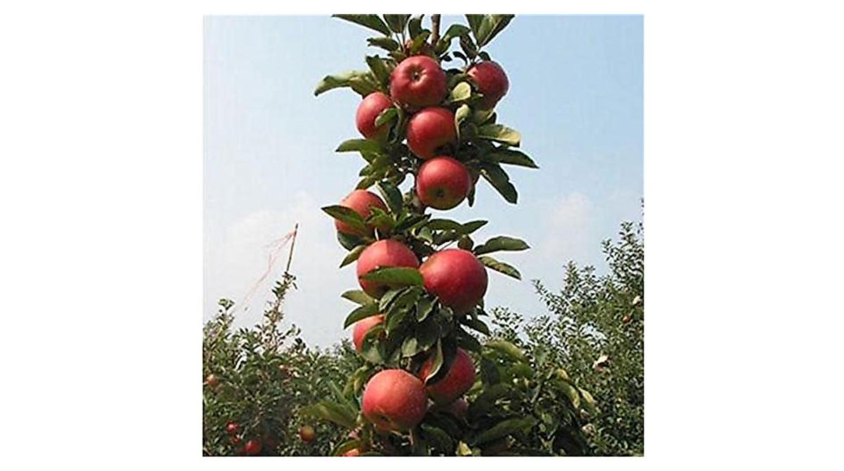 Dwarf Bonsai Apple Tree Seeds - Exotic Indoor Fruit