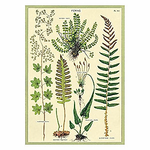 Cavallini Decorative Paper - Ferns 20"x28" Sheet