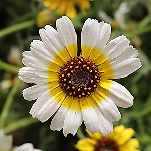 Outsidepride Chrysanthemum Polar Star Garden Cut Flower Plants - 1000 Seeds