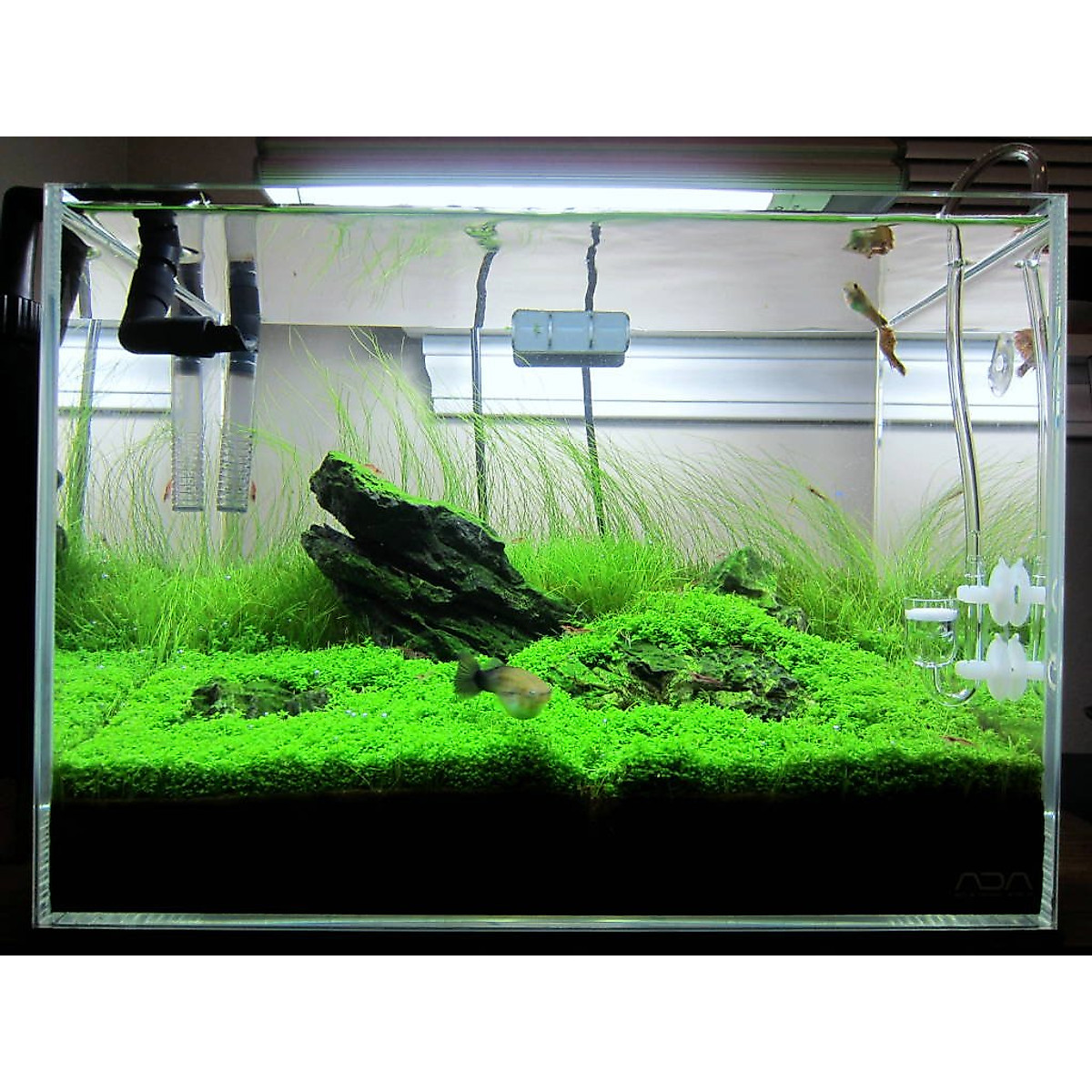 Marcus Fish Tanks - 3X Dwarf Baby Tears Hemianthus Callitrichoides Live Aquarium Plants