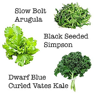 Lindsay Seed Spring Salad Mix- 10 Varieties of Lettuce, Spinach, Kale, Arugula 6000+ Seeds Non-GMO