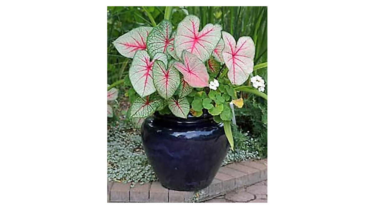Fancy Leaf Caladium - June Bride - Large Size Root - Zones 9-11 — 🛍️ ...