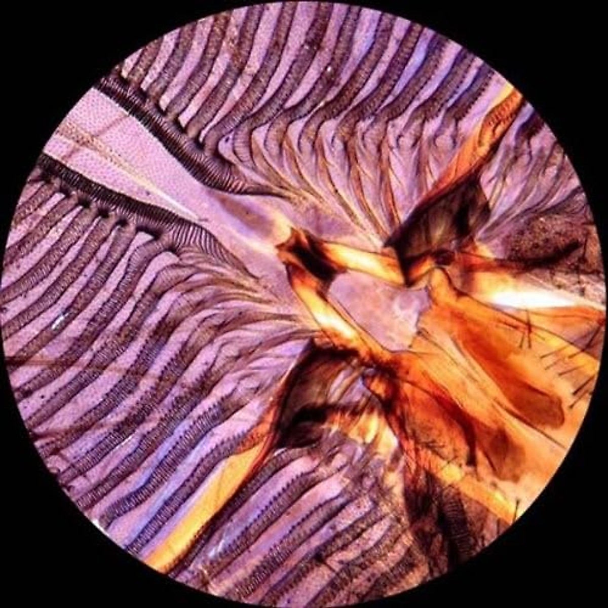 AmScope M158C-E5 40X-1000X Biology Science All-Metal Optical Glass Lens Student Microscope with 5MP Digital Camera