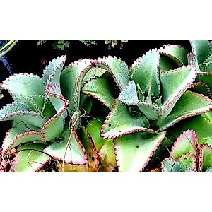 3 Mother of thousands Kalanchoe daigremontiana~mexican hat plant succulent