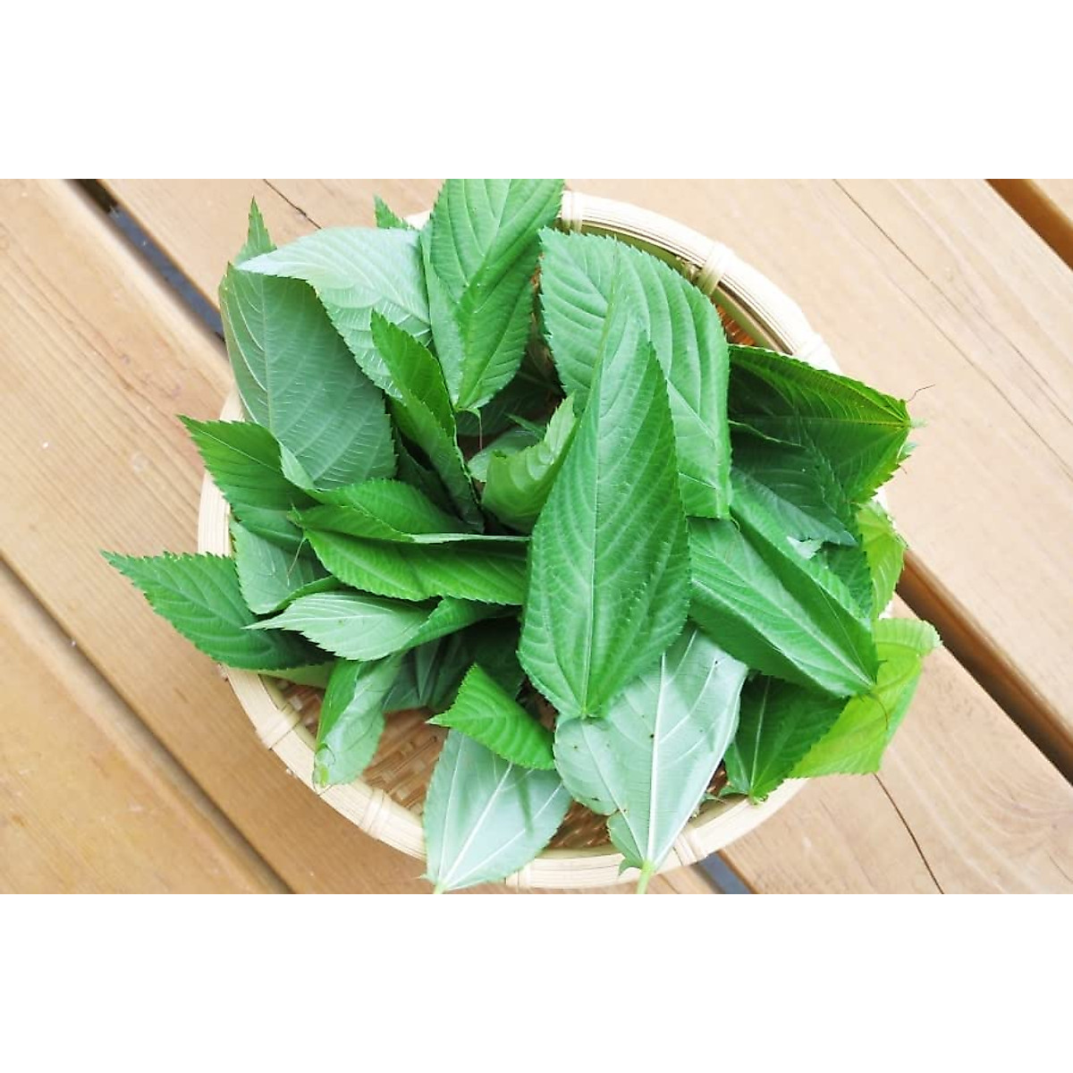 2000+ Seeds Egyptian Spinach, Jute Plant, Corchorus Olitorius Molokhia, Ewedu, Jute, Saluyot Seeds, Rau Đay Xanh, green