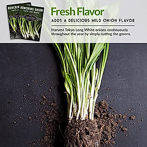Survival Garden Seeds - Tokyo Long White Onion Seed for Planting - Pack with Instructions to Plant and Grow Asian Green Onions in Your Home Vegetable Garden - Non-GMO Heirloom Variety