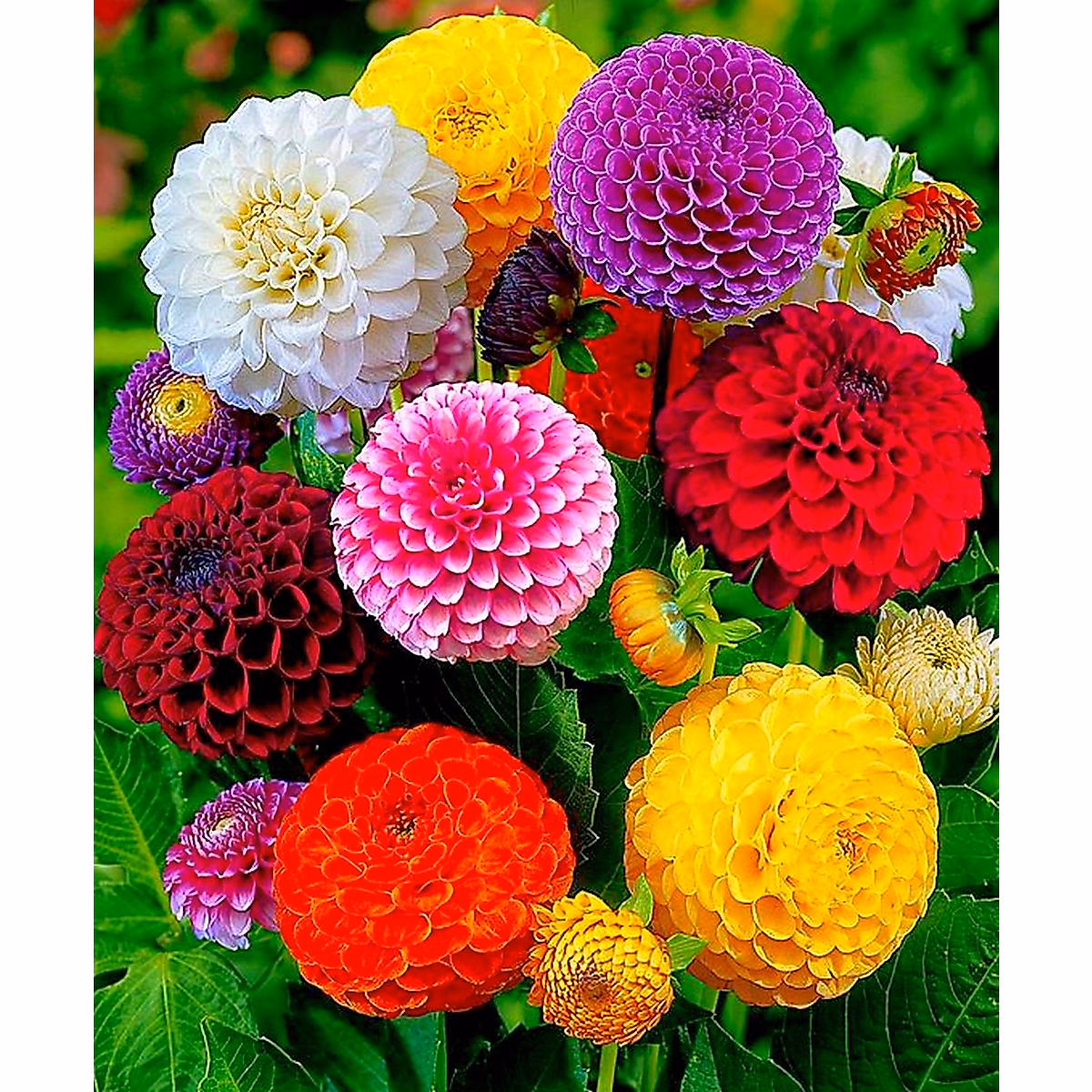 Seeds4planting - Seeds Dahlia Pompon Mix Annual Beautiful Flower Non GMO