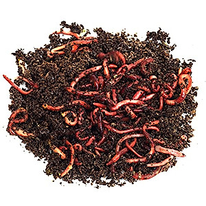 Best Value! 2000+ Red Wigglers Composting Worms Perfect for Worm Composting with Guaranteed Live Delivery Approximately 2 Pound Live Red Wiggler Worms Fast Delivery! (2000)