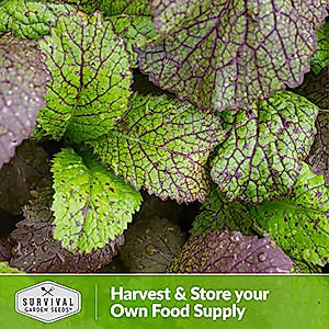 Survival Garden Seeds - Giant Red Mustard Greens Seed for Planting - Packet with Instructions to Plant and Grow Spicy Brassica Juncea Leaves in Your Home Vegetable Garden - Non-GMO Heirloom Variety