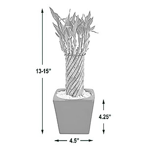 Arcadia Garden Products LV33 Tornado Lucky Bamboo, Live Indoor Plant in Carolina Square Ceramic Planter for Home, Work, or Gift, Black ***Cannot Ship to Hawaii***