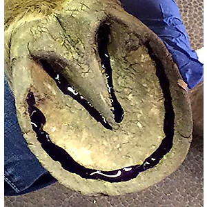 SAV-A-HOOF Gel II by SBS Equine, Hoof Treatment, Long - Lasting Time Release Formula, No Messy Waste or Run-Off (4 oz)