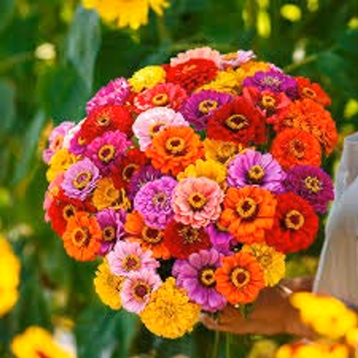"California Giant Mix" Zinnia Seeds for Planting, 200+ Flower Seeds Per Packet, (Isla's Garden Seeds), Non GMO & Heirloom Seeds, Botanical Name: Zinnia elegans, Great Home Garden Gift