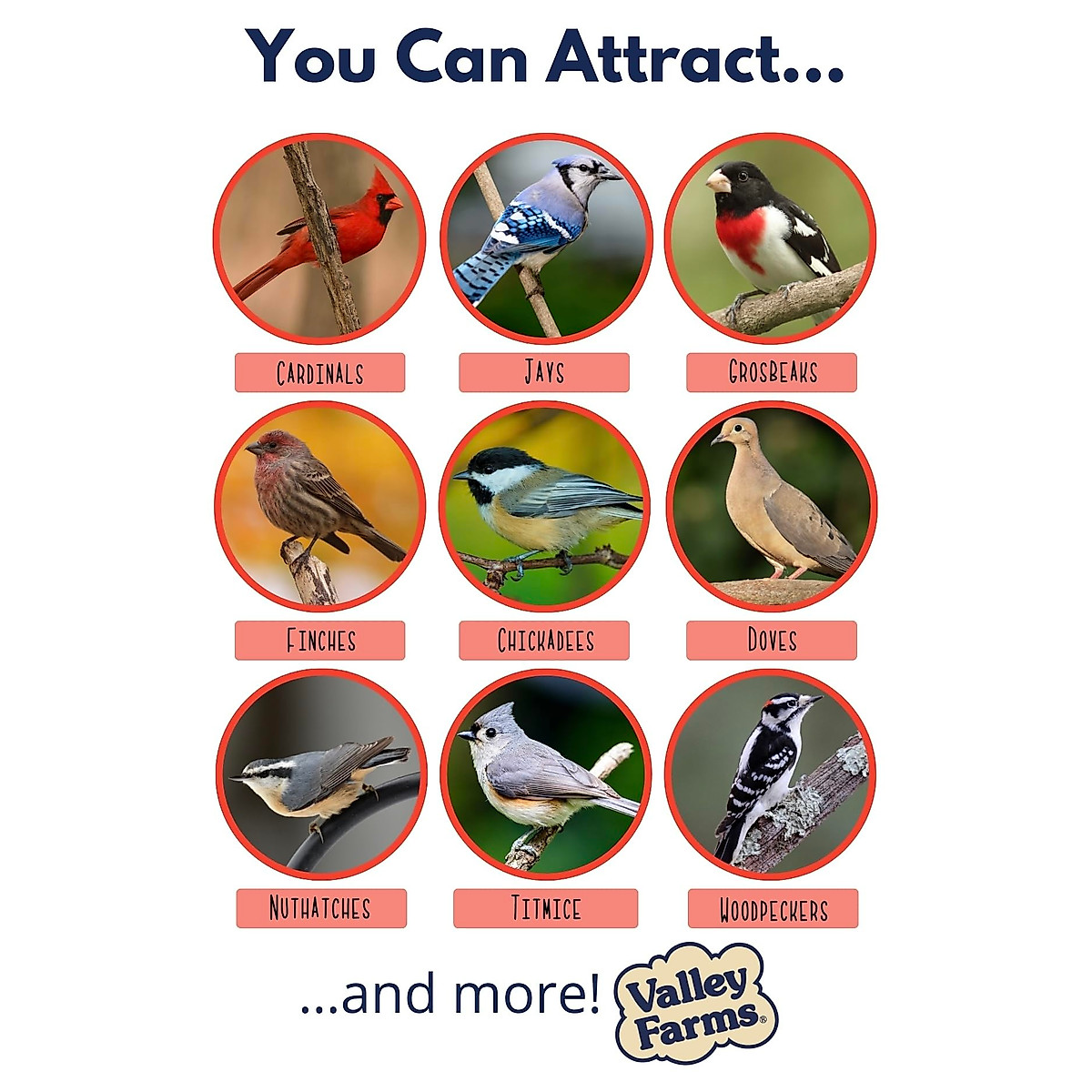 Valley Farms Striped Sunflower Wild Bird Seed for Outside Feeders, Striped Sunflower Seeds for Birds, Sunflower Wild Bird Food (25 LBS)