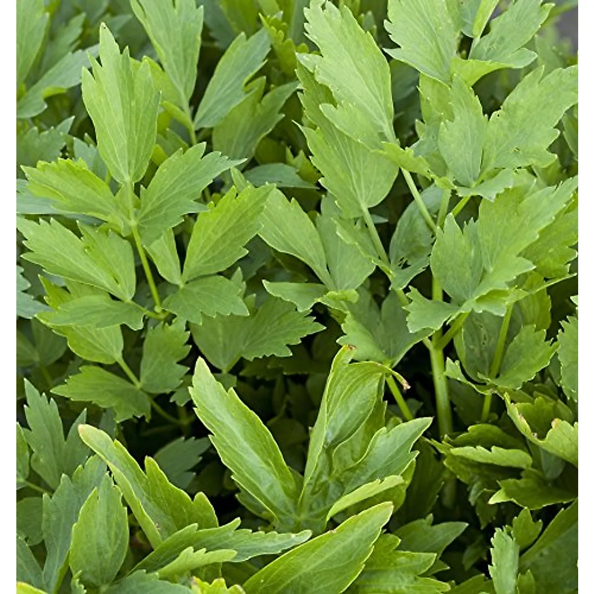 Outsidepride Perennial Levisticum Lovage Culinary Herb Garden Plants Used for Flavoring & Salt Substitute - 1000 Seeds